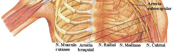 Hombro doloroso en imagenes
