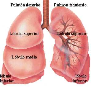 PATOLOGIA PULMONAR - Vista Anatómica
